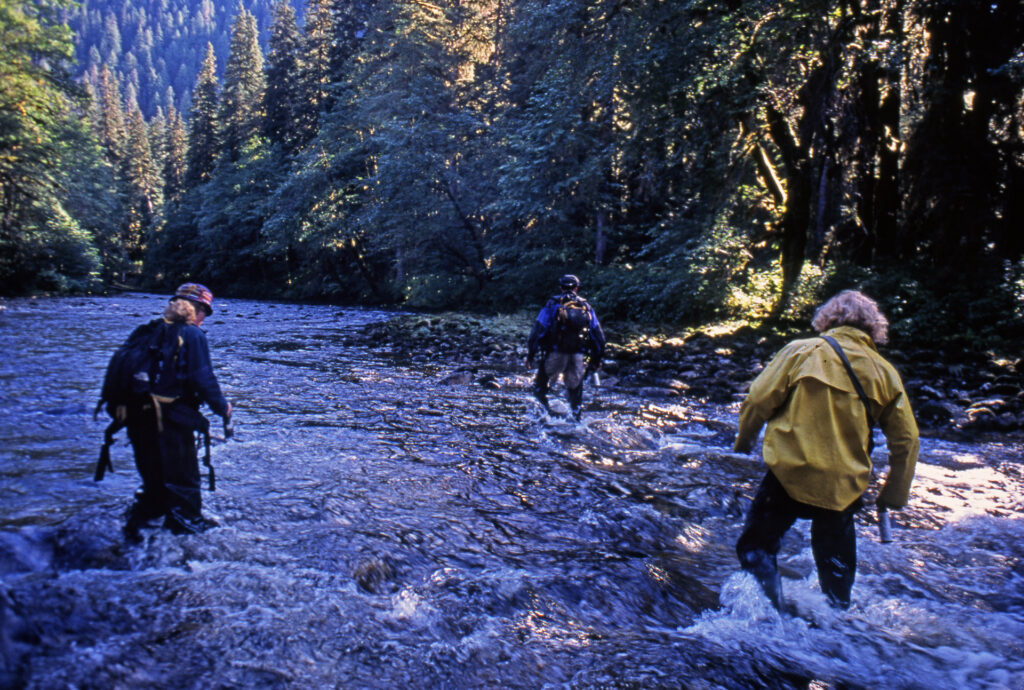 How Bear Feed Fish to the Rainforest – ROBERT SEMENIUK
