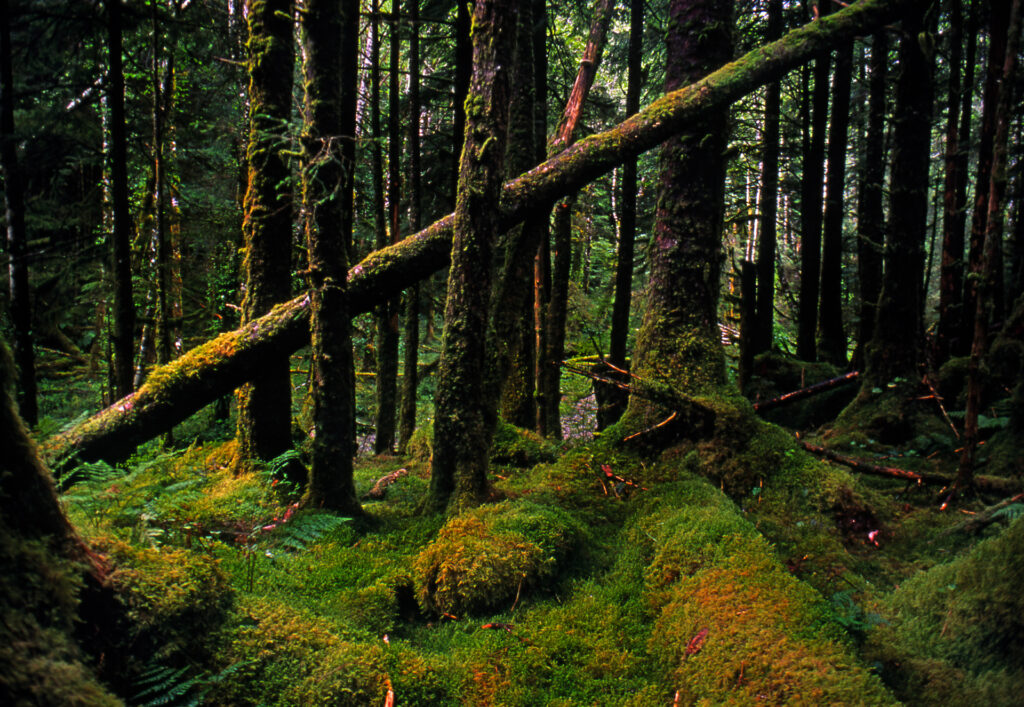 How Bear Feed Fish to the Rainforest – ROBERT SEMENIUK